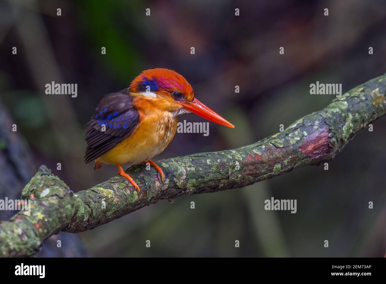 black-backed kingfisher or oriental dwarf kingfisher Ceyx erithaca ...