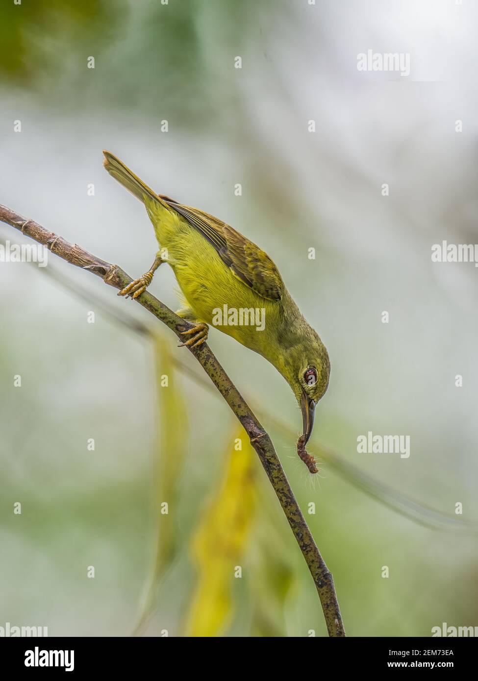 Insect eating sunbird hi-res stock photography and images - Alamy