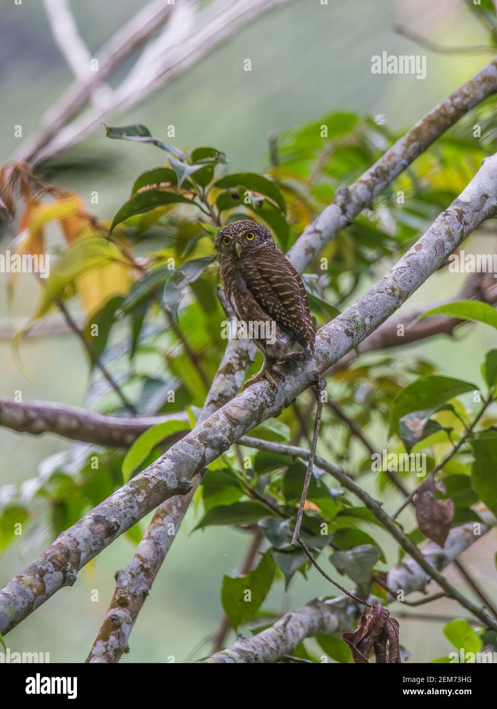 collared owlet Glaucidium brodiei side profile Stock Photo - Alamy