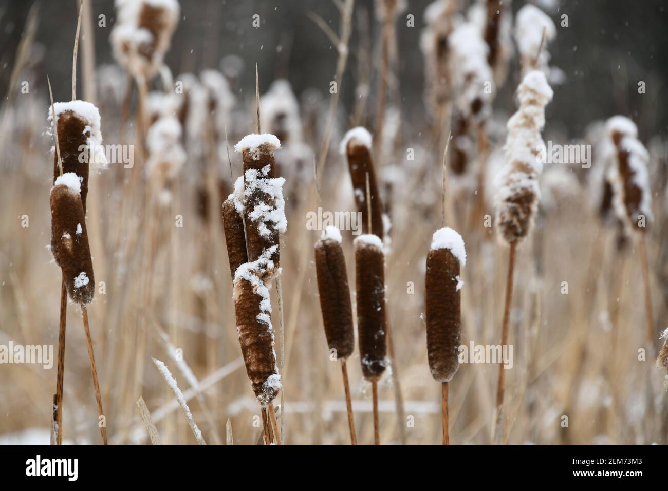 Winter cattails hi-res stock photography and images - Alamy