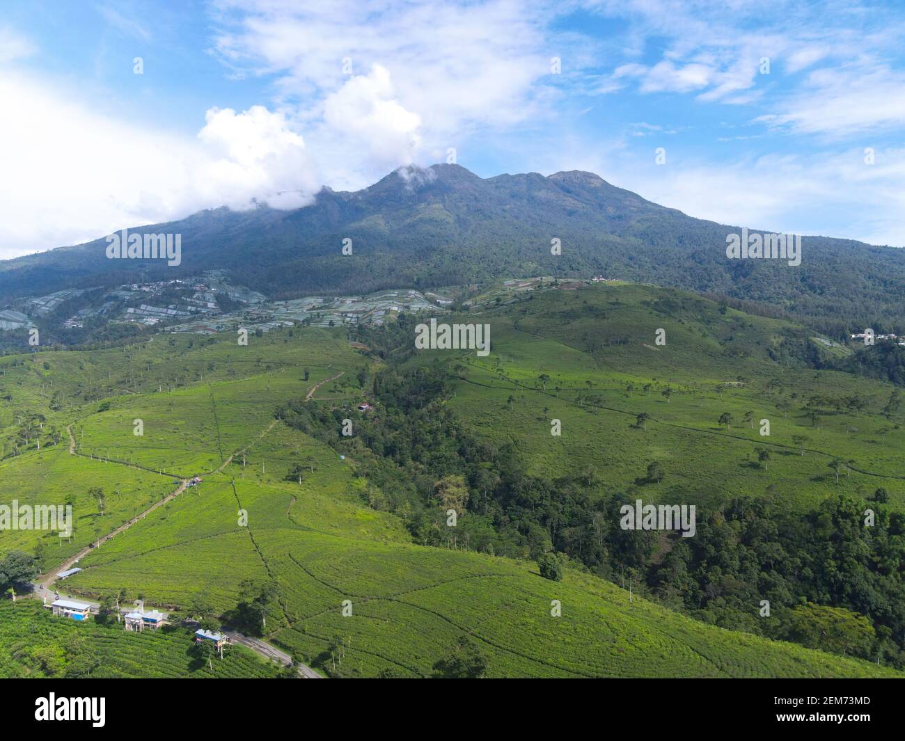 Aerial view of tea plantation in Kemuning, Indonesia with Lawu mountain ...