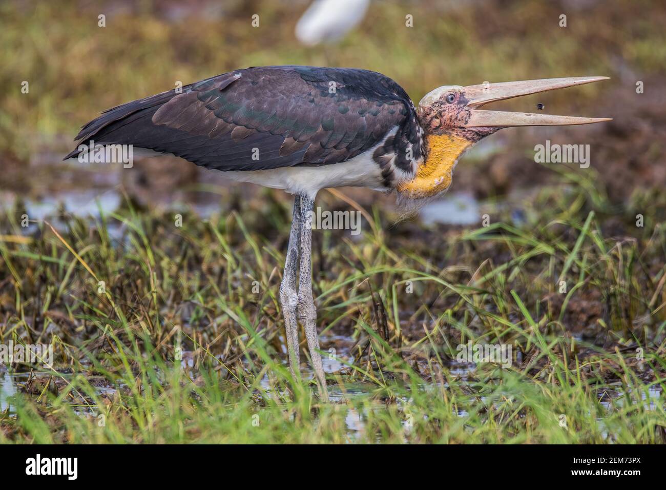 Big paddy field hi-res stock photography and images - Alamy