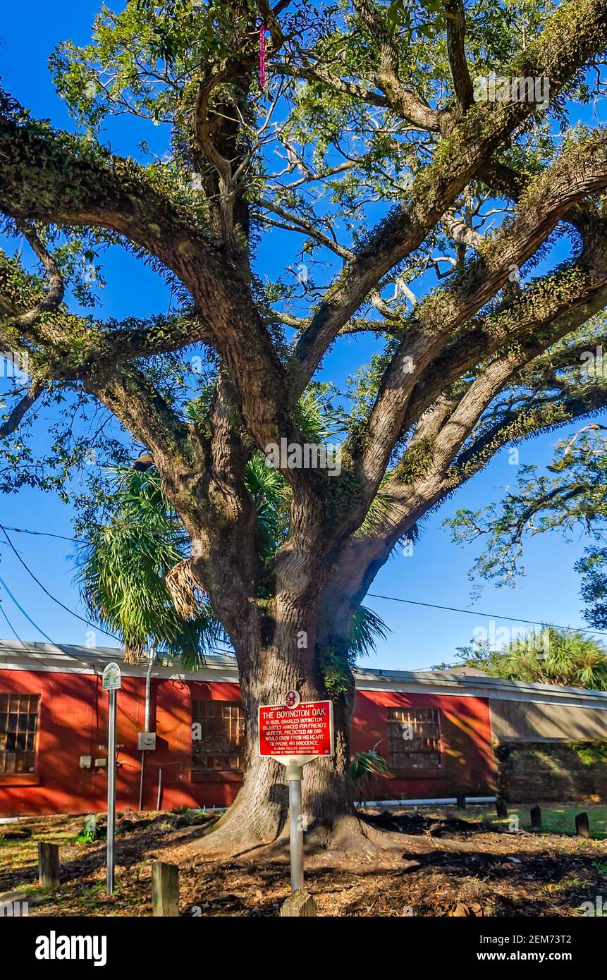 The boyington oak hi-res stock photography and images - Alamy
