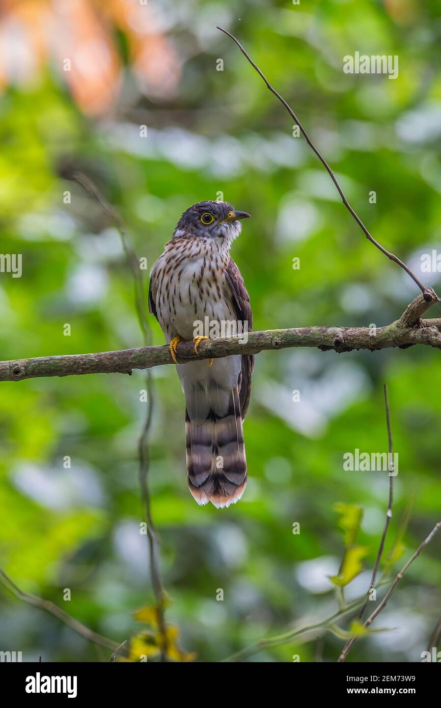 Cuckoo portrait hi-res stock photography and images - Alamy