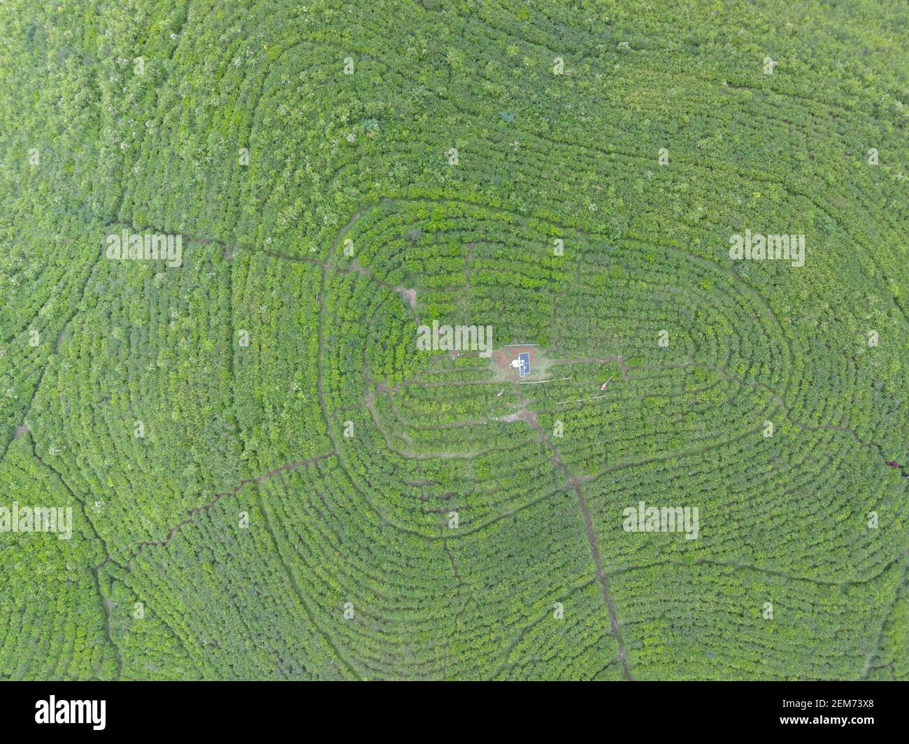 Aerial view tea plantation terrace hi-res stock photography and images ...