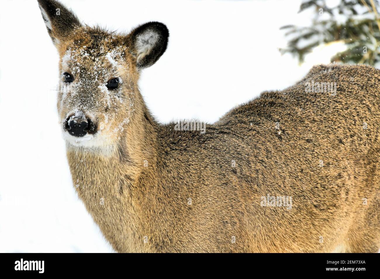 White hide on front of neck hi-res stock photography and images - Alamy