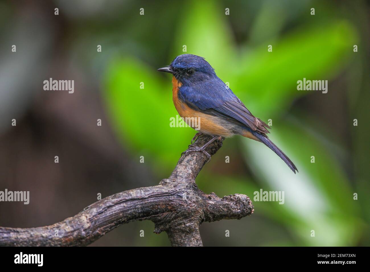 Mangrove blue flycatcher hi-res stock photography and images - Alamy