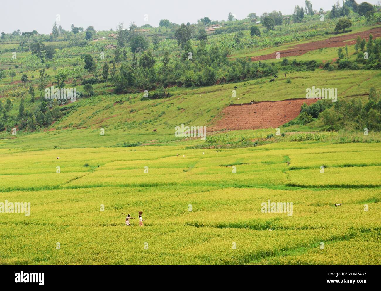 Rwanda farming hi-res stock photography and images - Alamy