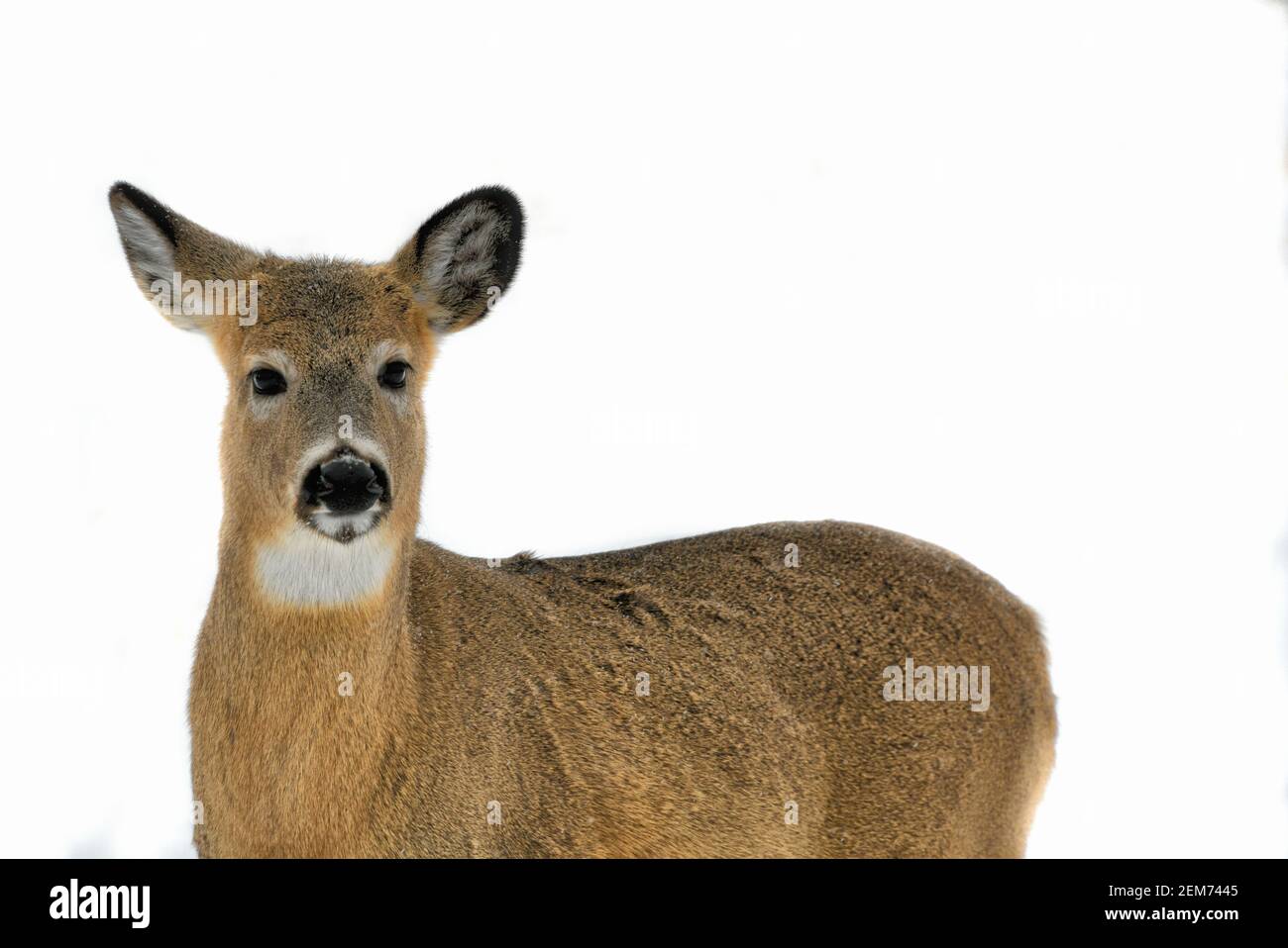 A close up of a white tailed doe in a snowy white background Stock ...
