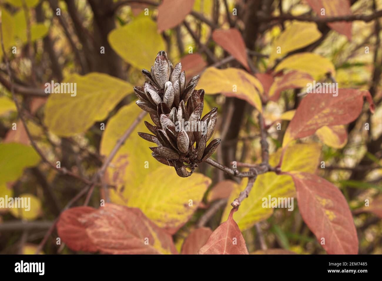 A brown lilac seed pod in autumn between golden red leaves Stock Photo ...