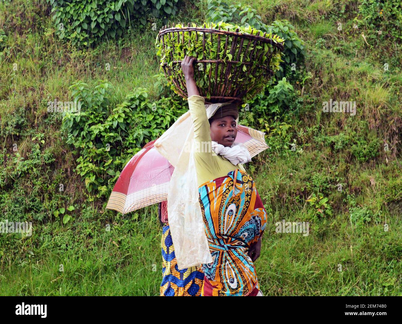 A Rwandan woman carrying a basket full of tea leaves in the Tea ...