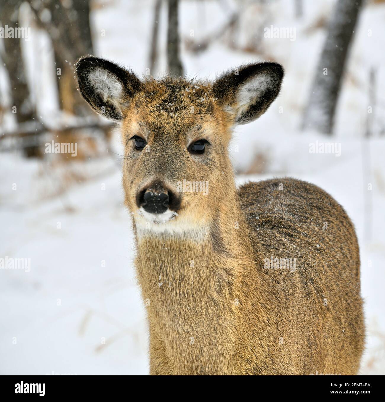 Young doe hi-res stock photography and images - Alamy
