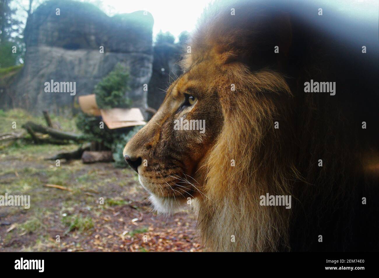 Lion staring off into the distance Stock Photo - Alamy