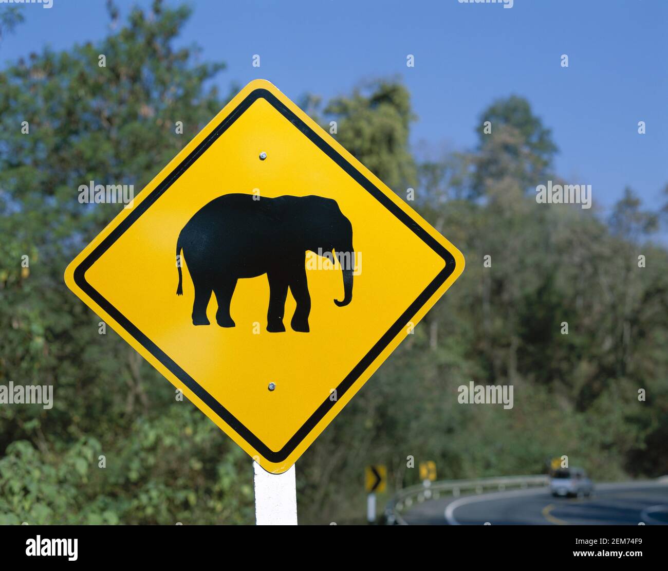 Elephant thailand road crossing hi-res stock photography and images - Alamy