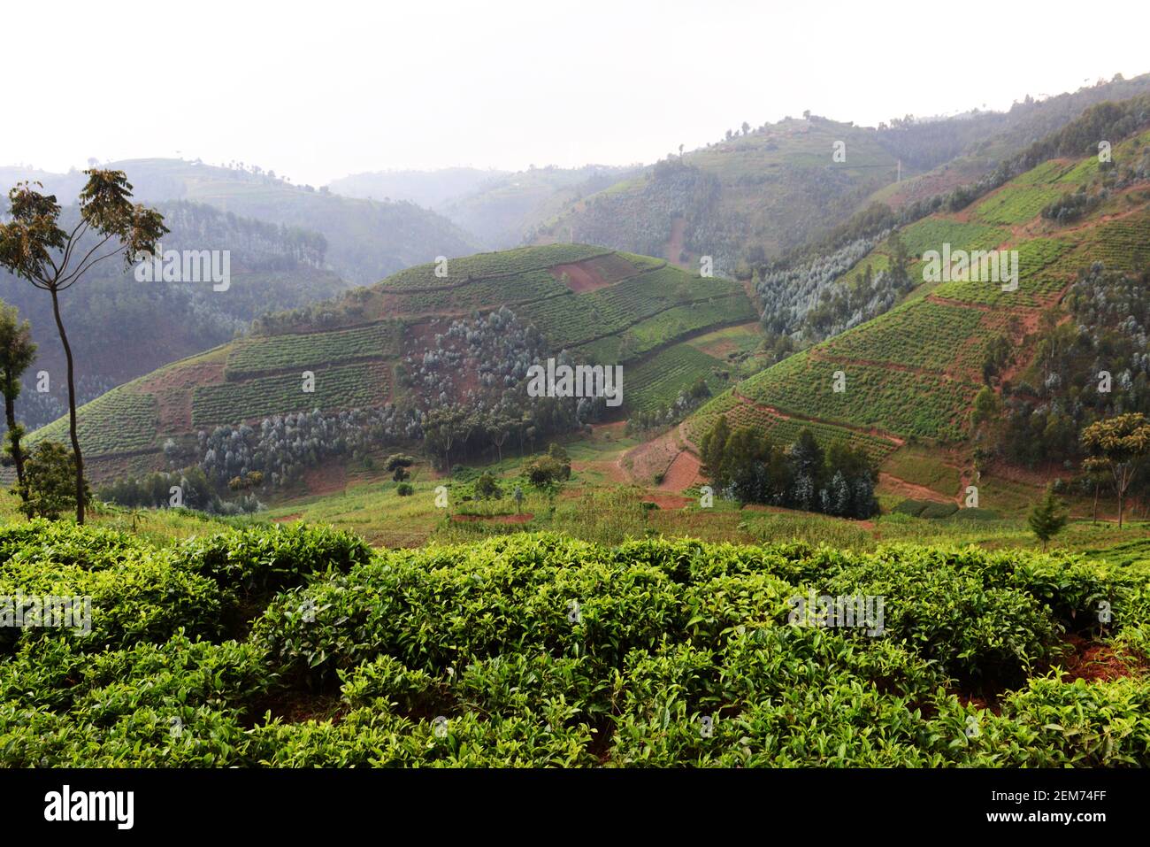 Rwandan Tea plantations in southern Rwanda Stock Photo - Alamy