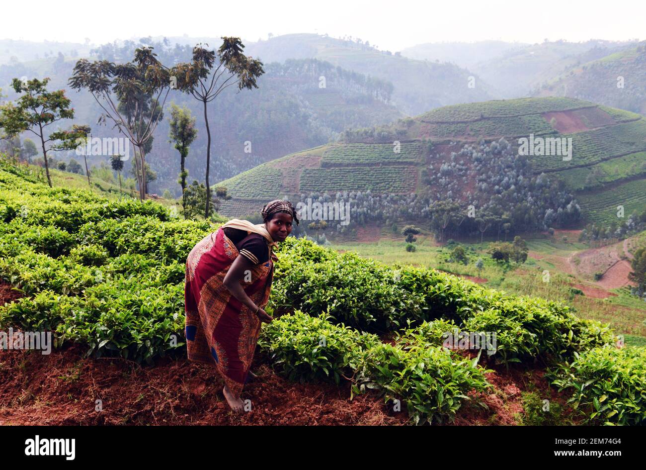 Rwandan Tea plantations in southern Rwanda Stock Photo - Alamy