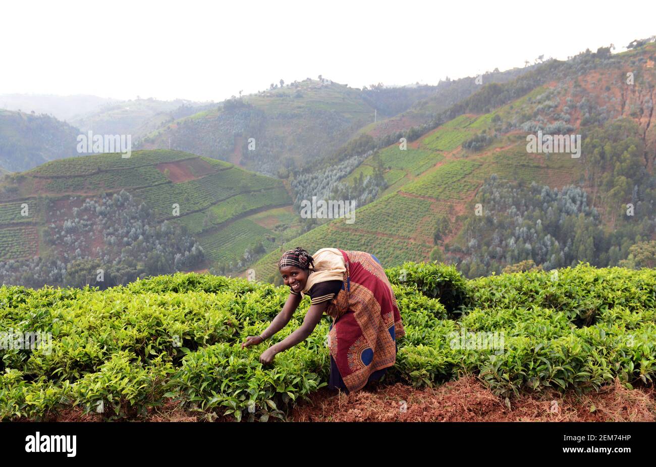 Rwandan Tea plantations in southern Rwanda Stock Photo - Alamy