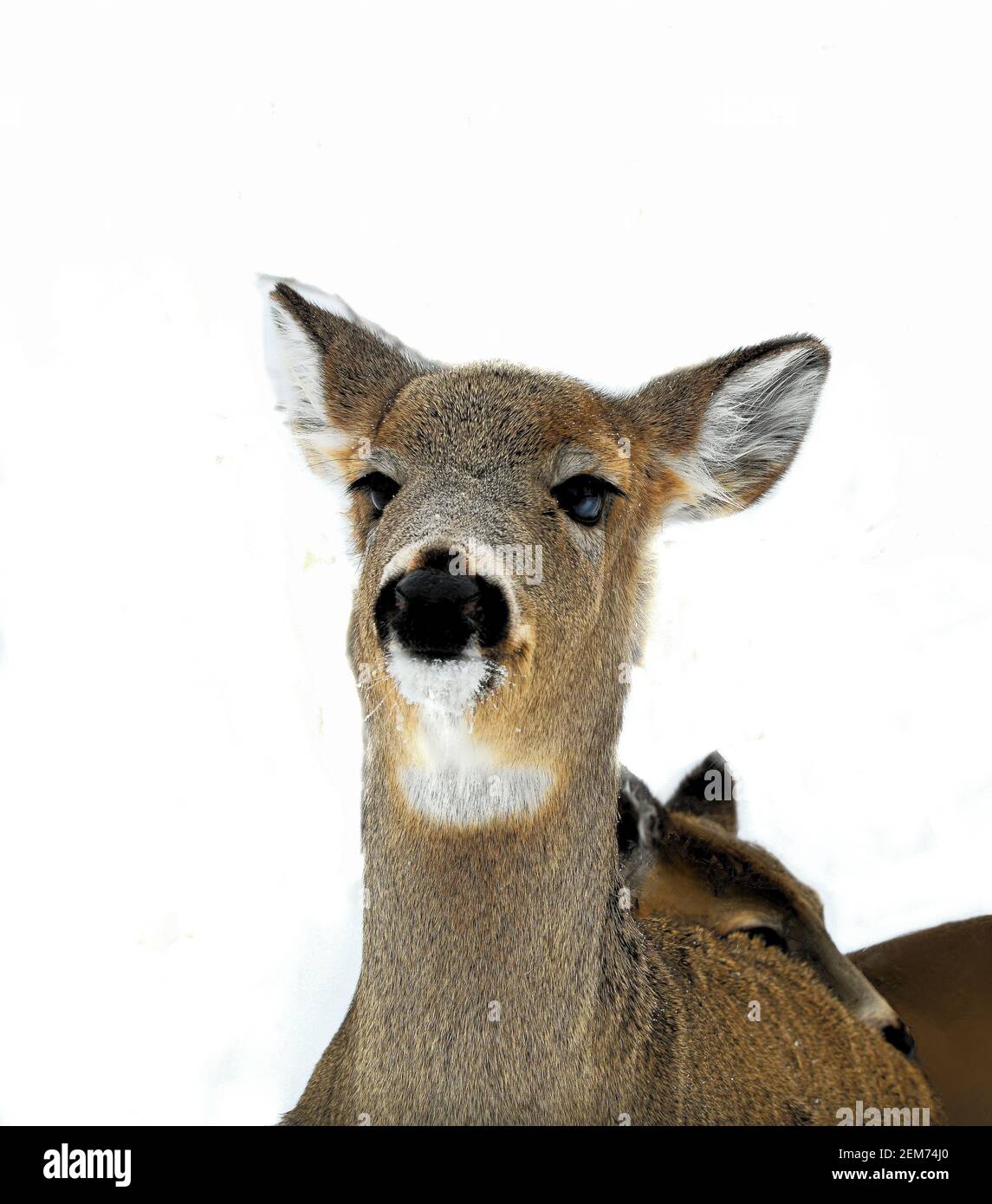 A portrait of a doe and her baby, with a white background in a Canadian ...