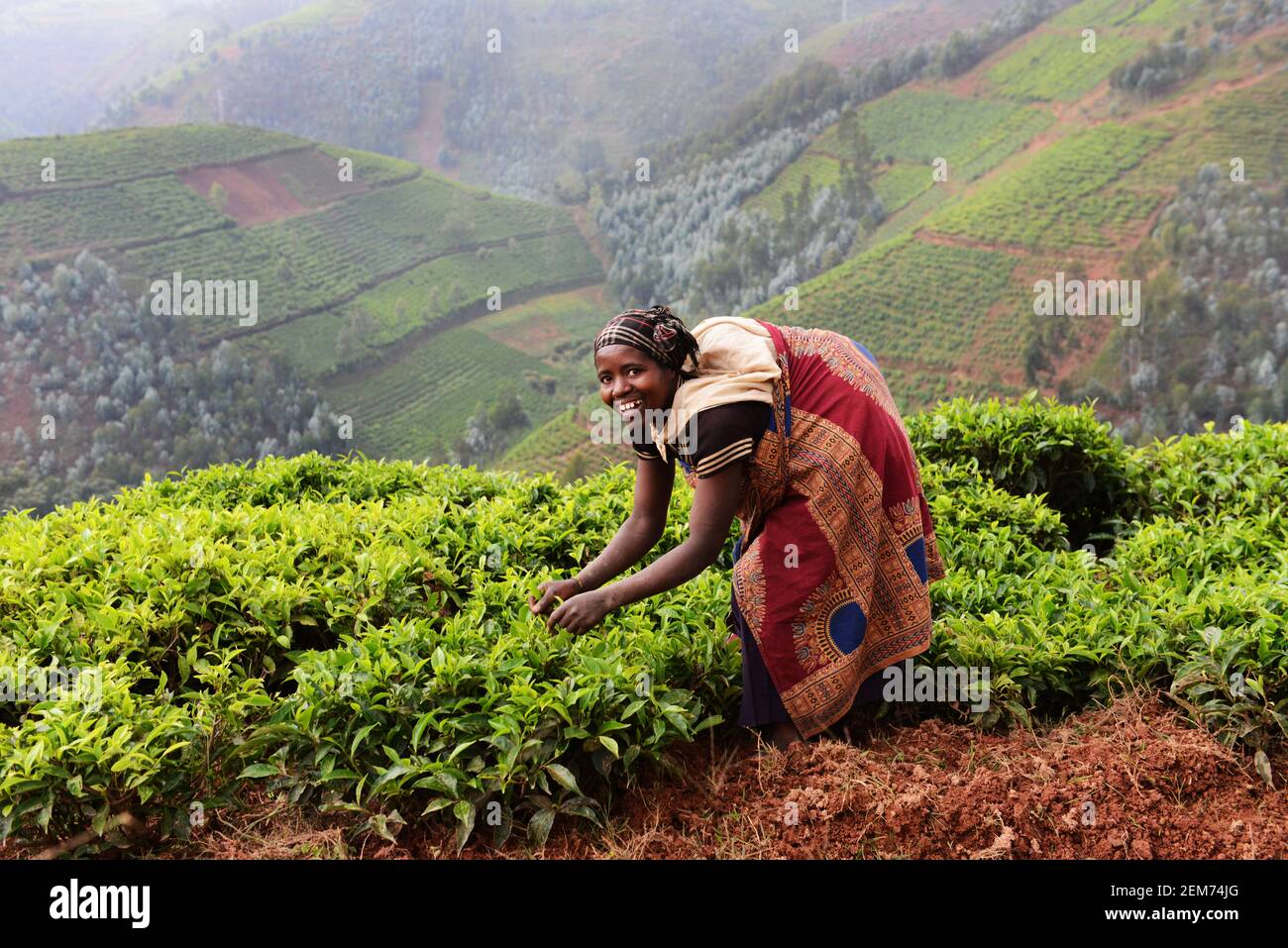 Rwandan Tea plantations in southern Rwanda Stock Photo - Alamy