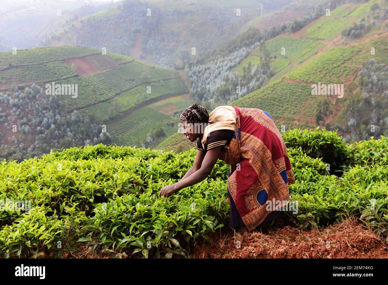 Rwandan Tea plantations in southern Rwanda Stock Photo - Alamy
