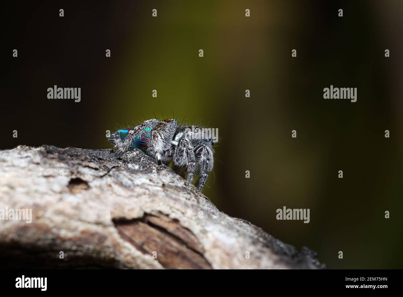 Peacock spider Maratus sarahae, Bluff Knoll, SW Western Australia Stock ...