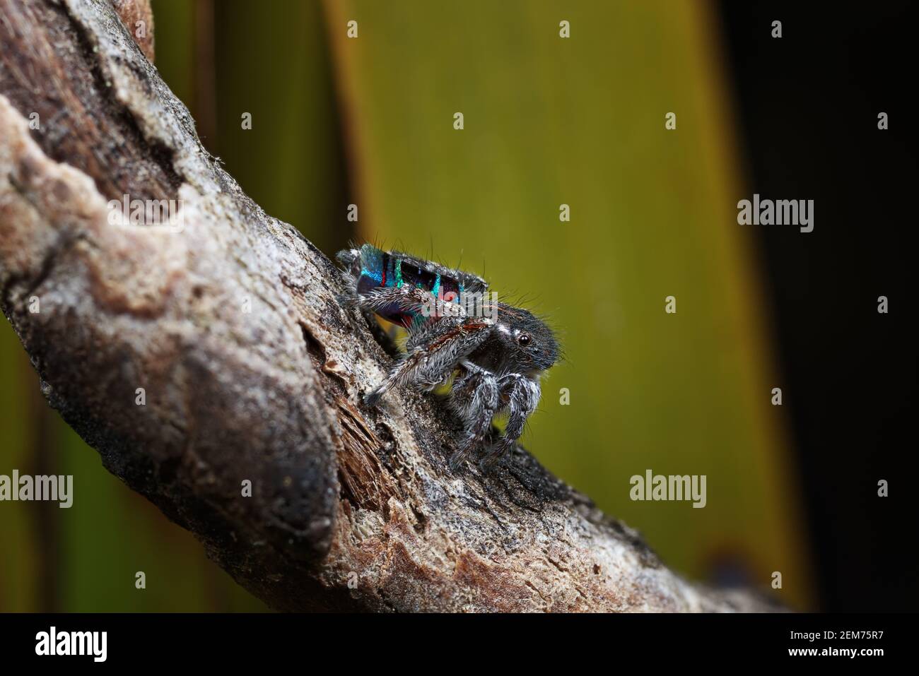 Peacock spider Maratus sarahae, Bluff Knoll, SW Western Australia Stock ...