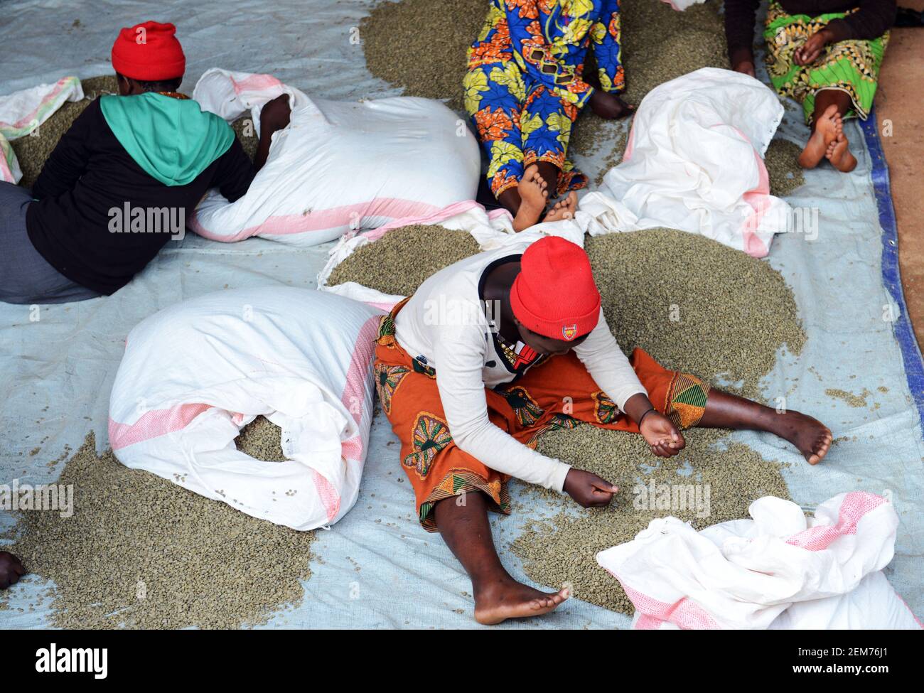 Rwandan women sorting coffee beans in the Huye region of Rwanda Stock ...
