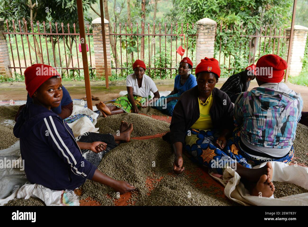 Coffee processing hi-res stock photography and images - Alamy