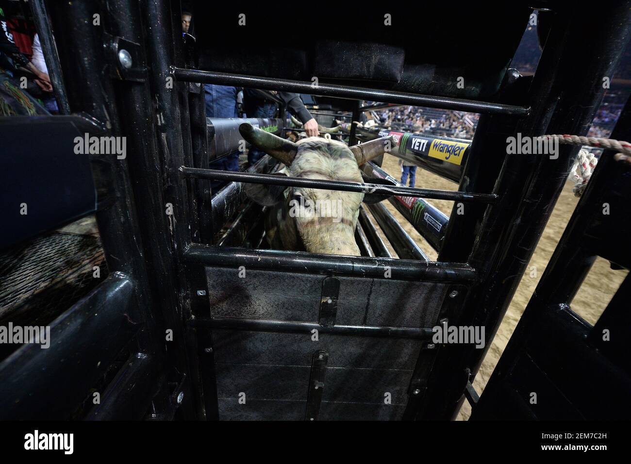 A bull sits in the chute waiting to be mounted by a professional bull ...