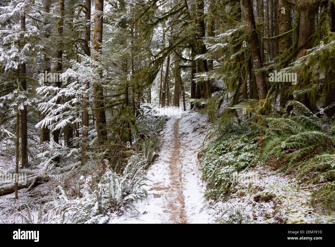 Beautiful Hiking Trail in the Forest Stock Photo - Alamy