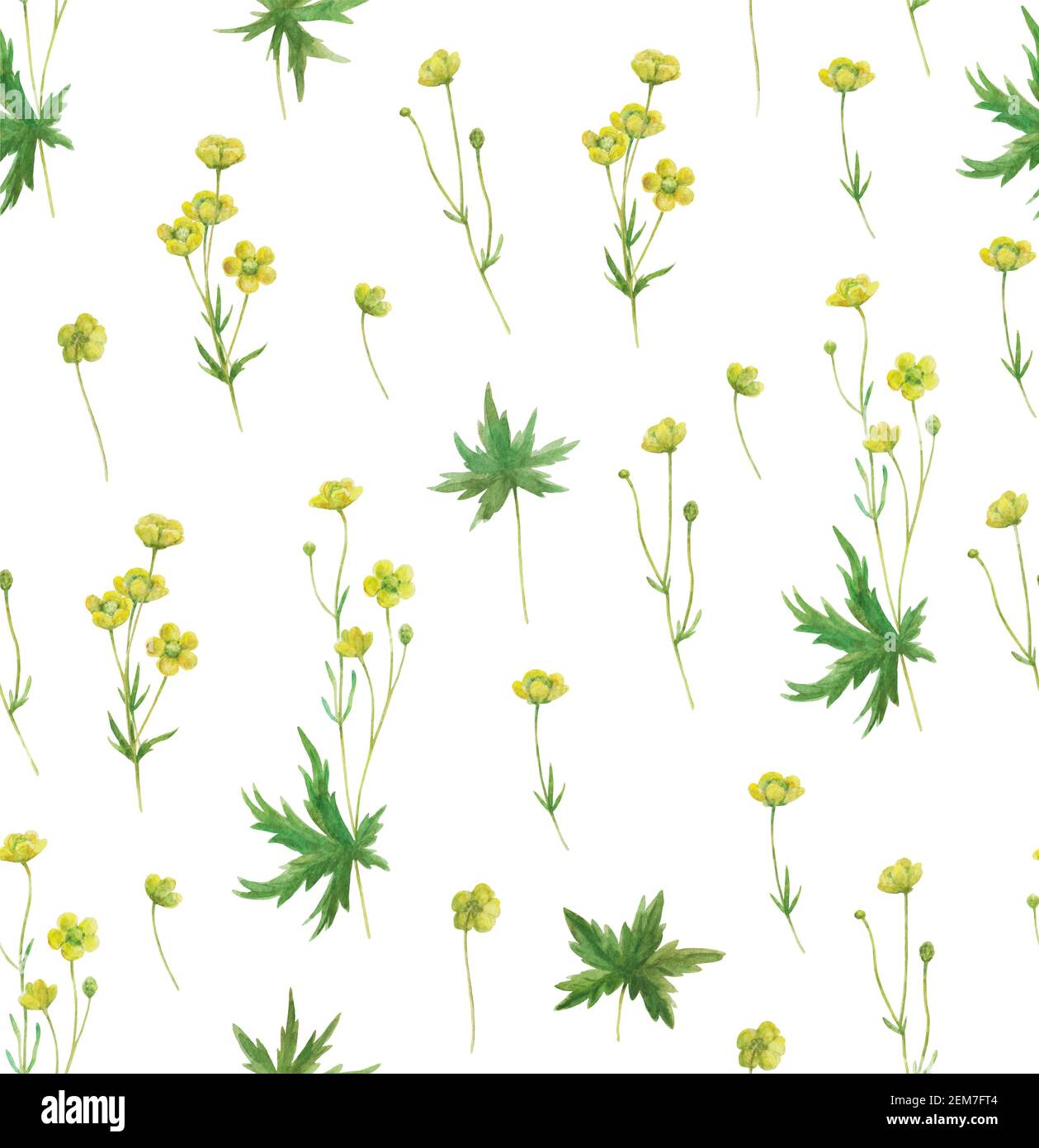 Seamless pattern with yellow meadow buttercup flowers. Realistic ...