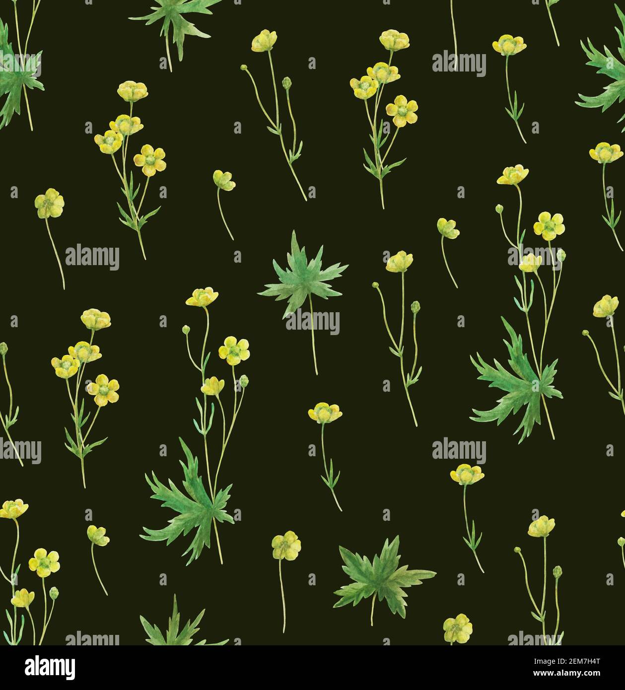 Seamless pattern with yellow meadow buttercup flowers. Realistic ...