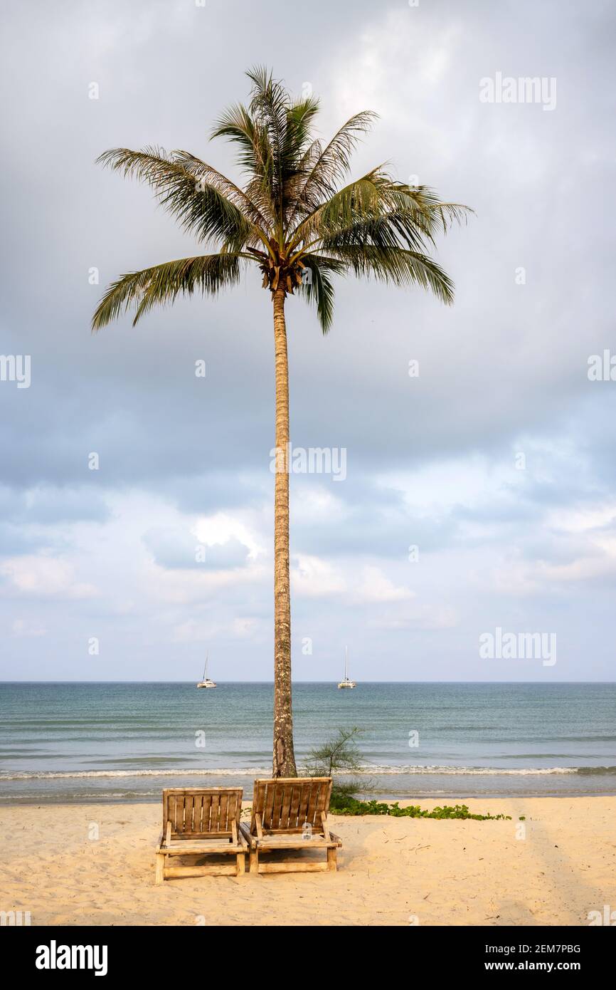 Single Coconut Tree Images