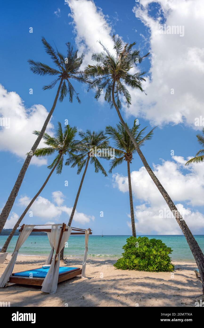 Litter sitting under a coconut tree on the beach, the background is an ...
