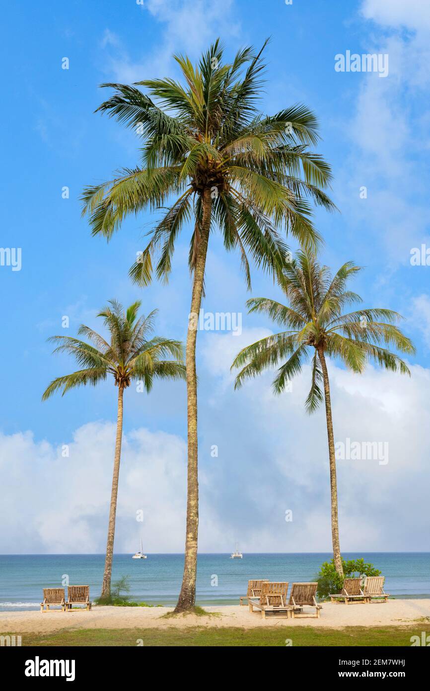 Coconut trees by the beach with beautiful skies and clouds With beach ...