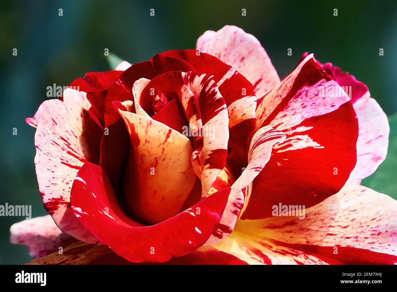 Neil diamond rose hi-res stock photography and images - Alamy