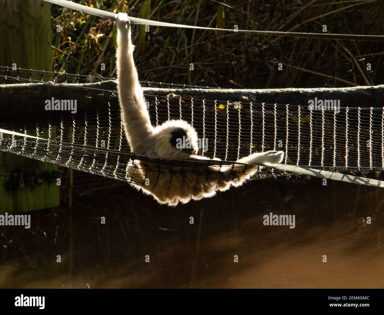 Monkey conservation hi-res stock photography and images - Alamy