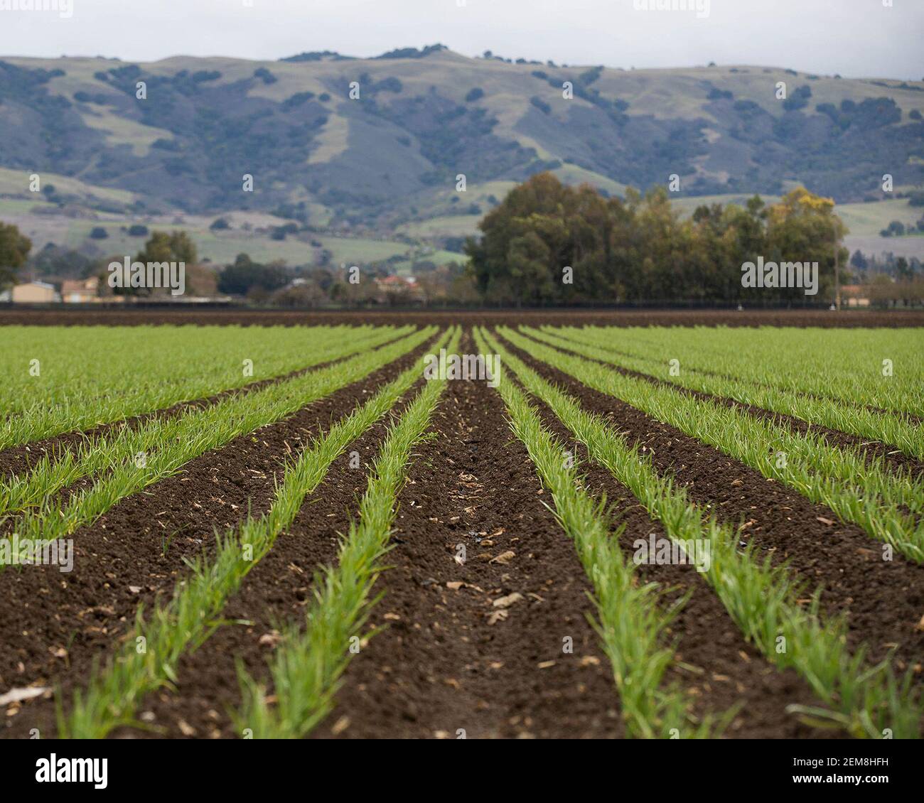 Christopher ranch hi-res stock photography and images - Alamy
