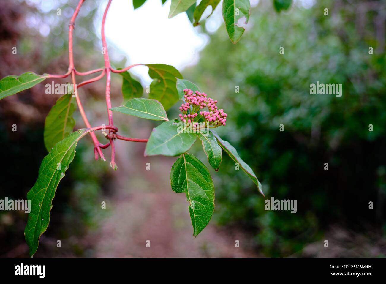 Magnificent red, purple and pink color of flower and green leaves plant ...