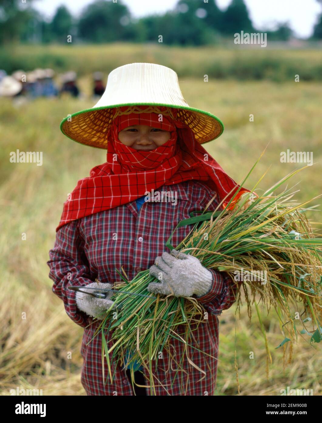 Asia,Thailand,portait of a female Thai farmer harvesting rice crop in ...