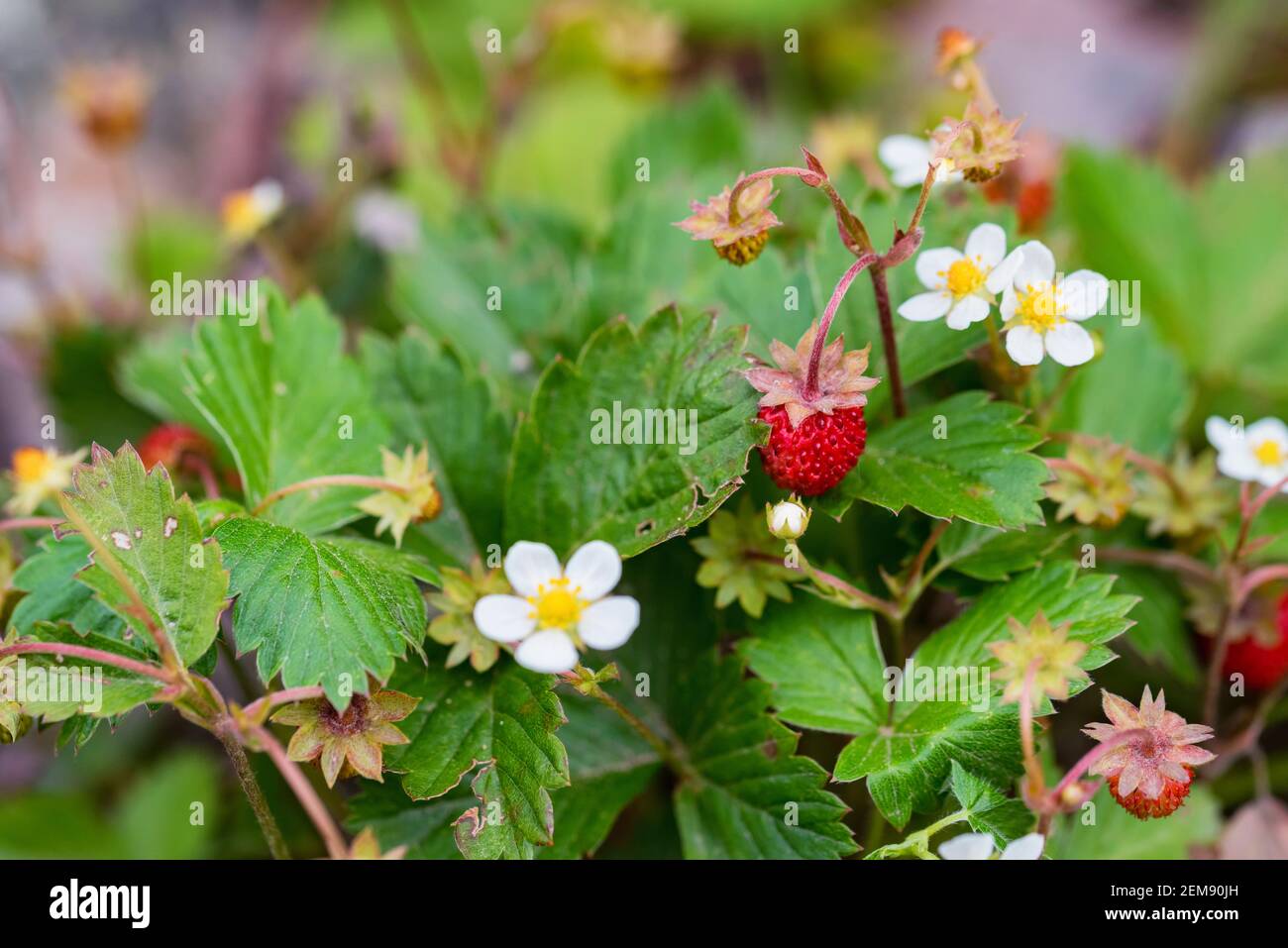 Commonly called the wild strawberry hi-res stock photography and images ...