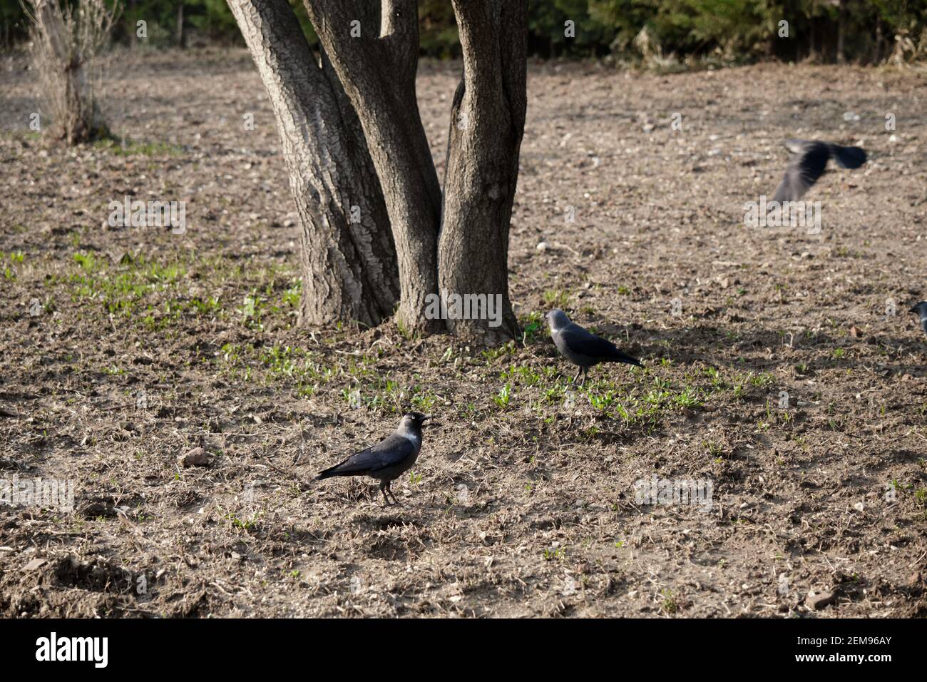 Crow landing on field hi-res stock photography and images - Alamy
