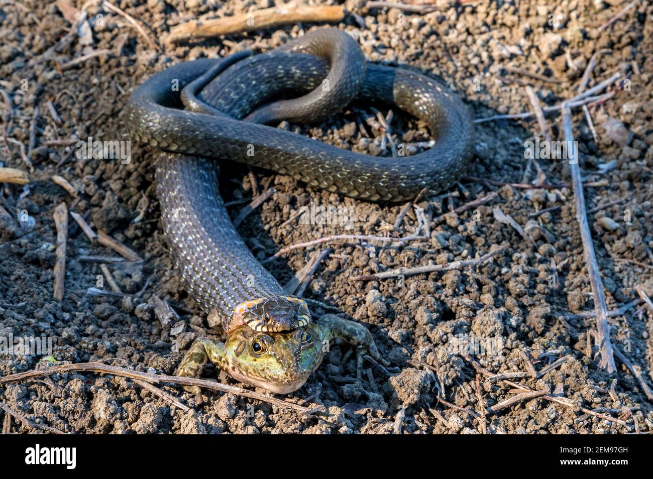 Grass snake or Natrix natrix is eating its prey Stock Photo - Alamy