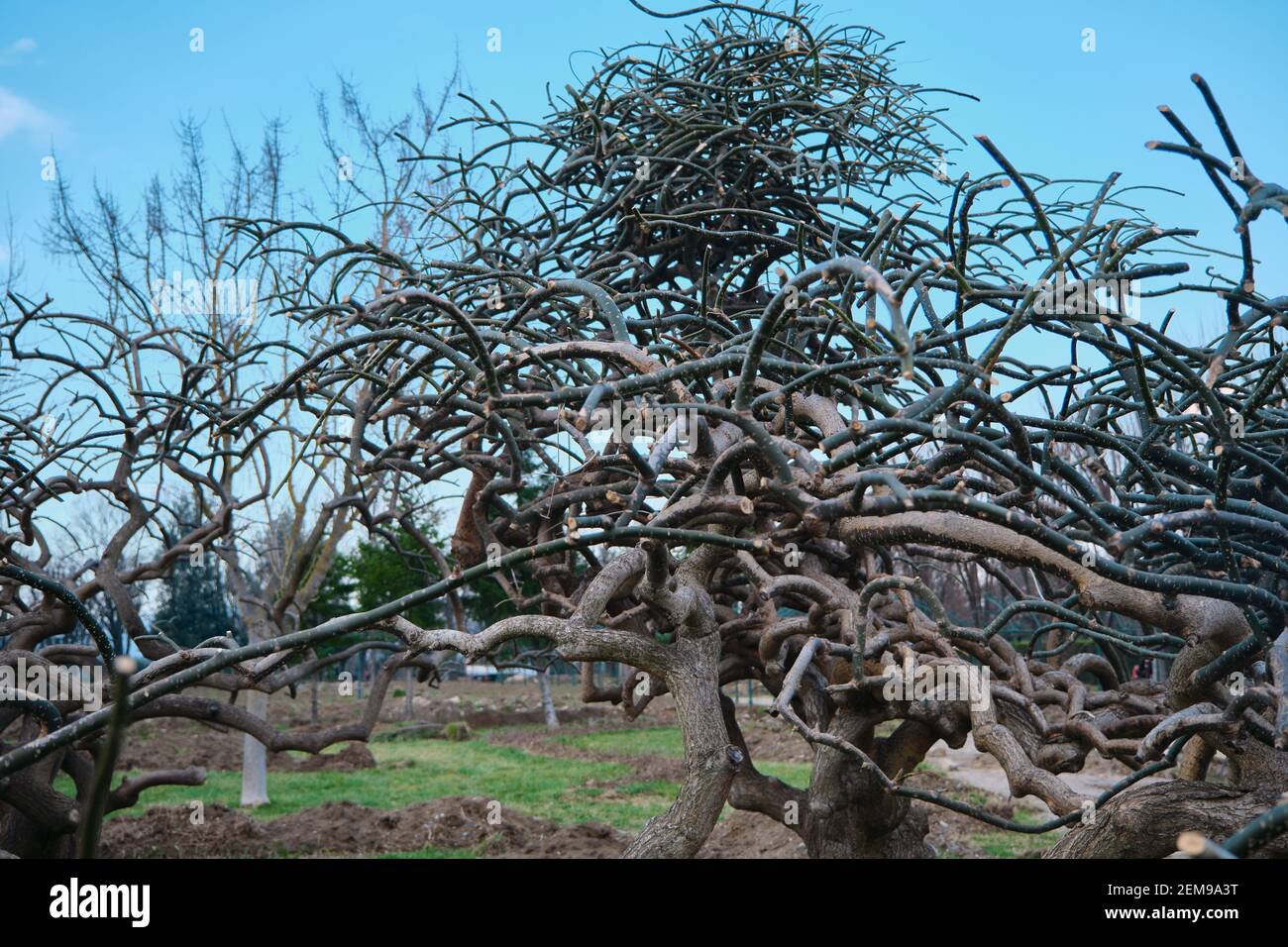 Dried and withered tree in winter. Trees branch are mixed together and ...