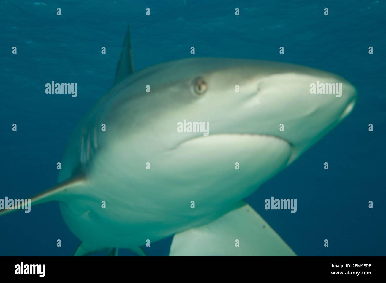 Lemon shark approaches the underwater camera Stock Photo - Alamy