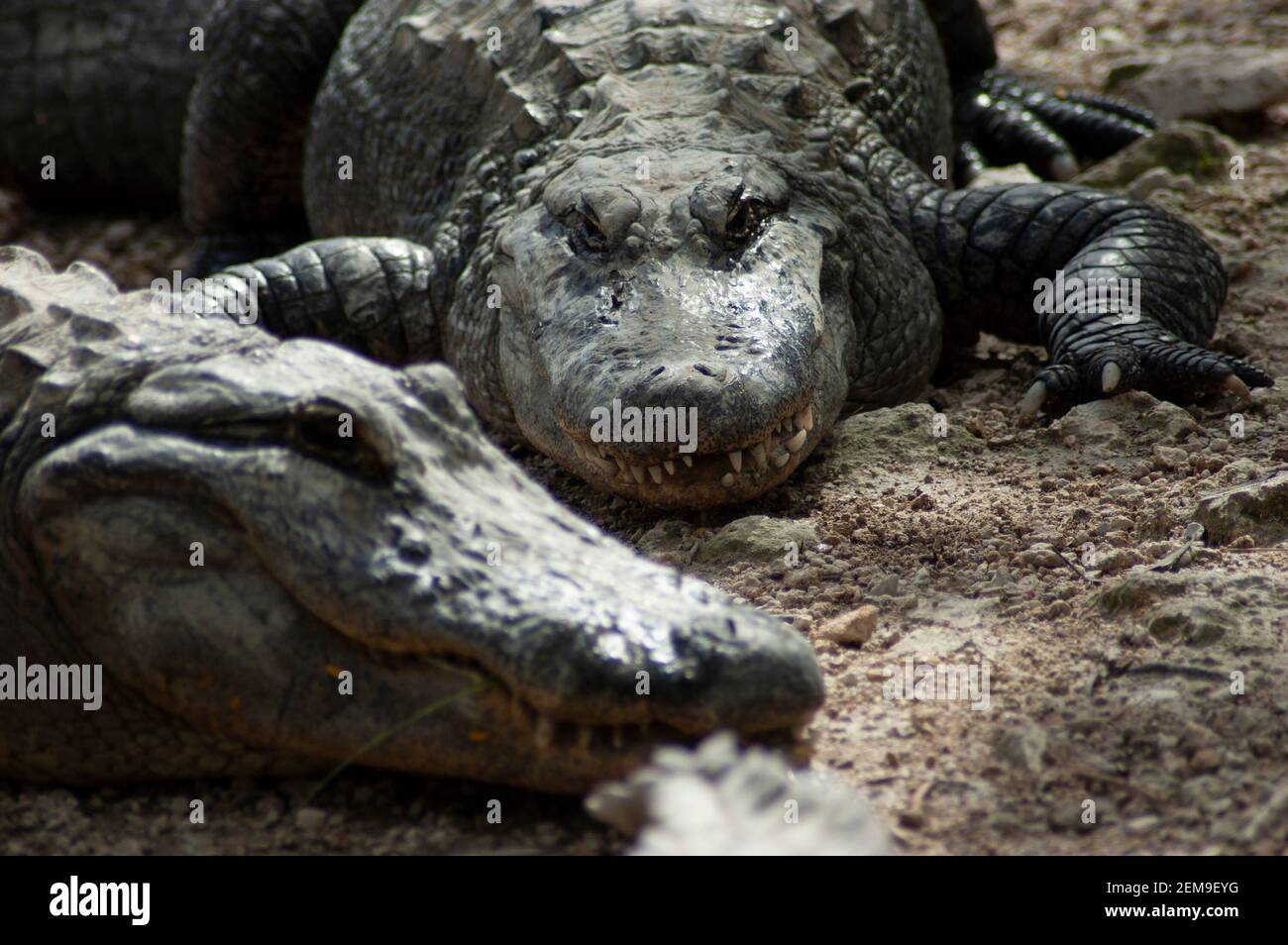 Two alligators at rest, waiting in the mud. Foreground alligator soft ...