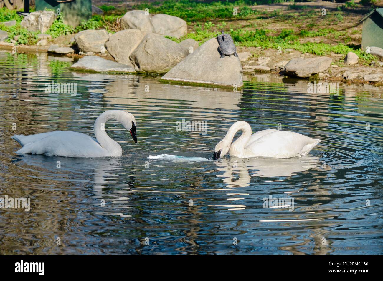 Two pieces white swans are playing on plastic back inside the pond ...