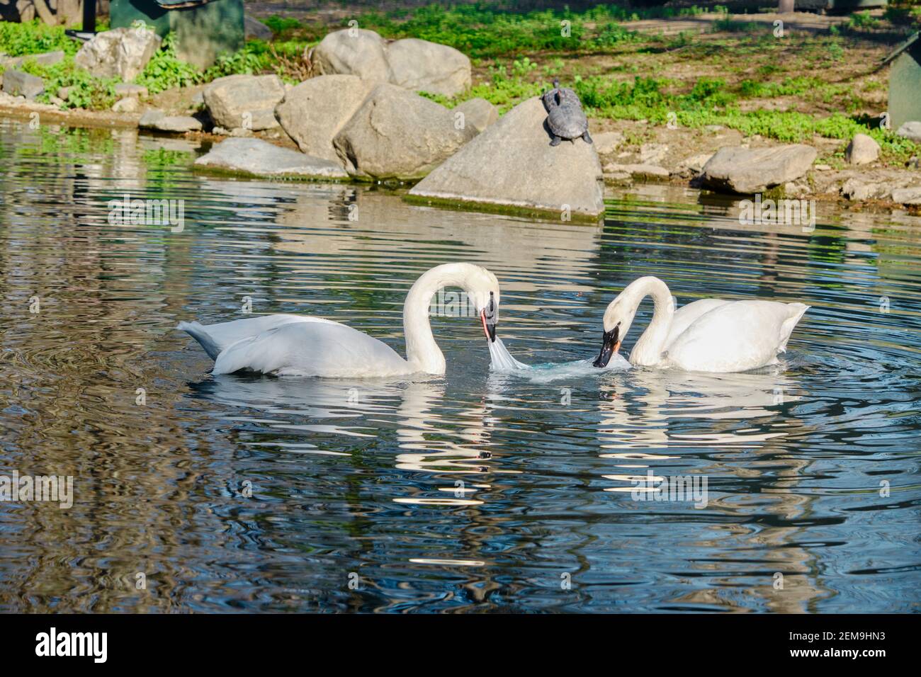 Two pieces white swans are playing on plastic back inside the pond ...