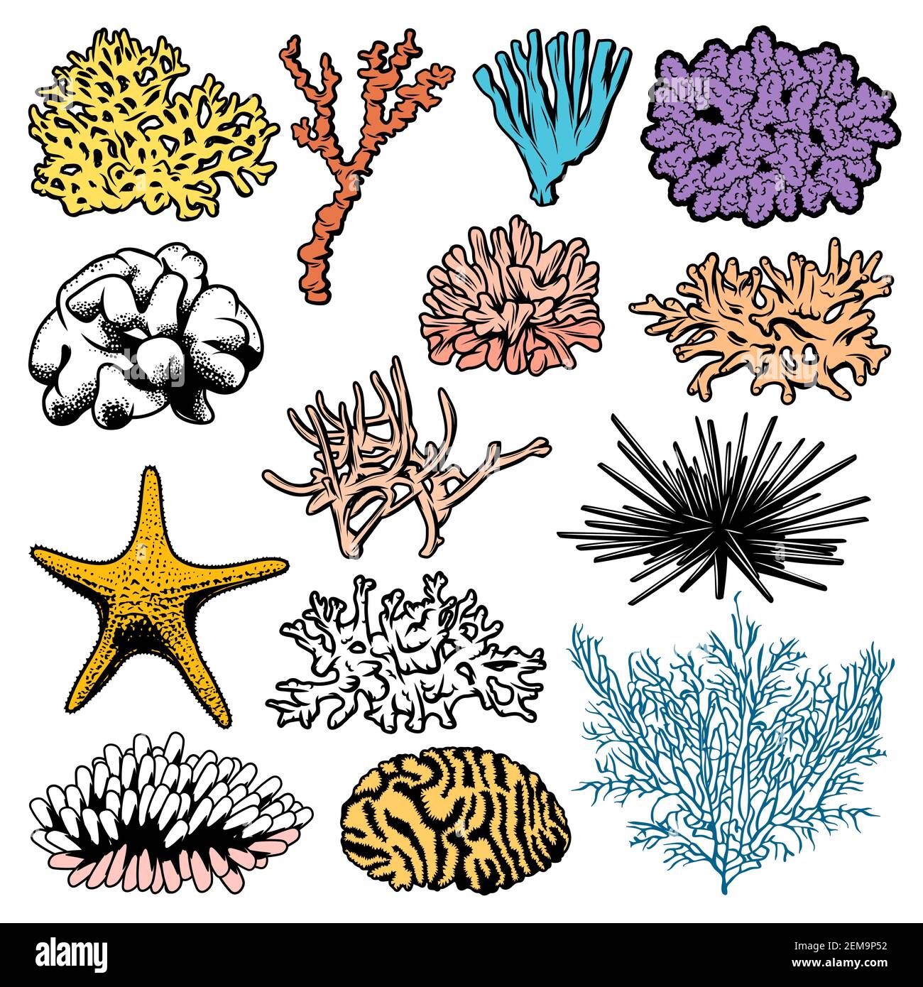 Sponge starfish Stock Vector Images - Alamy