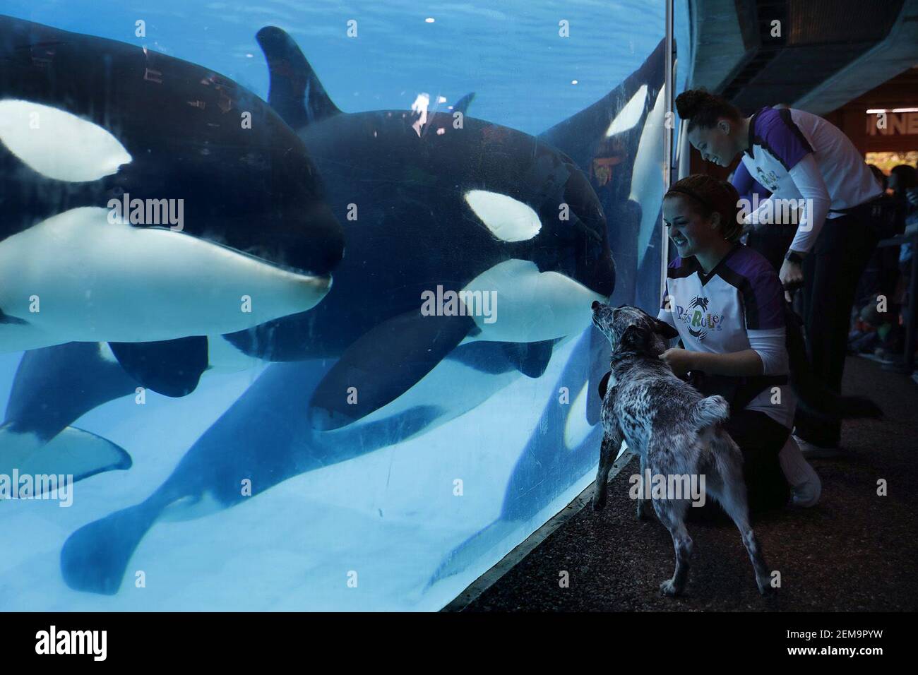 Kaja, a Queensland heeler from the Pets Rule! show, is accompanied by ...